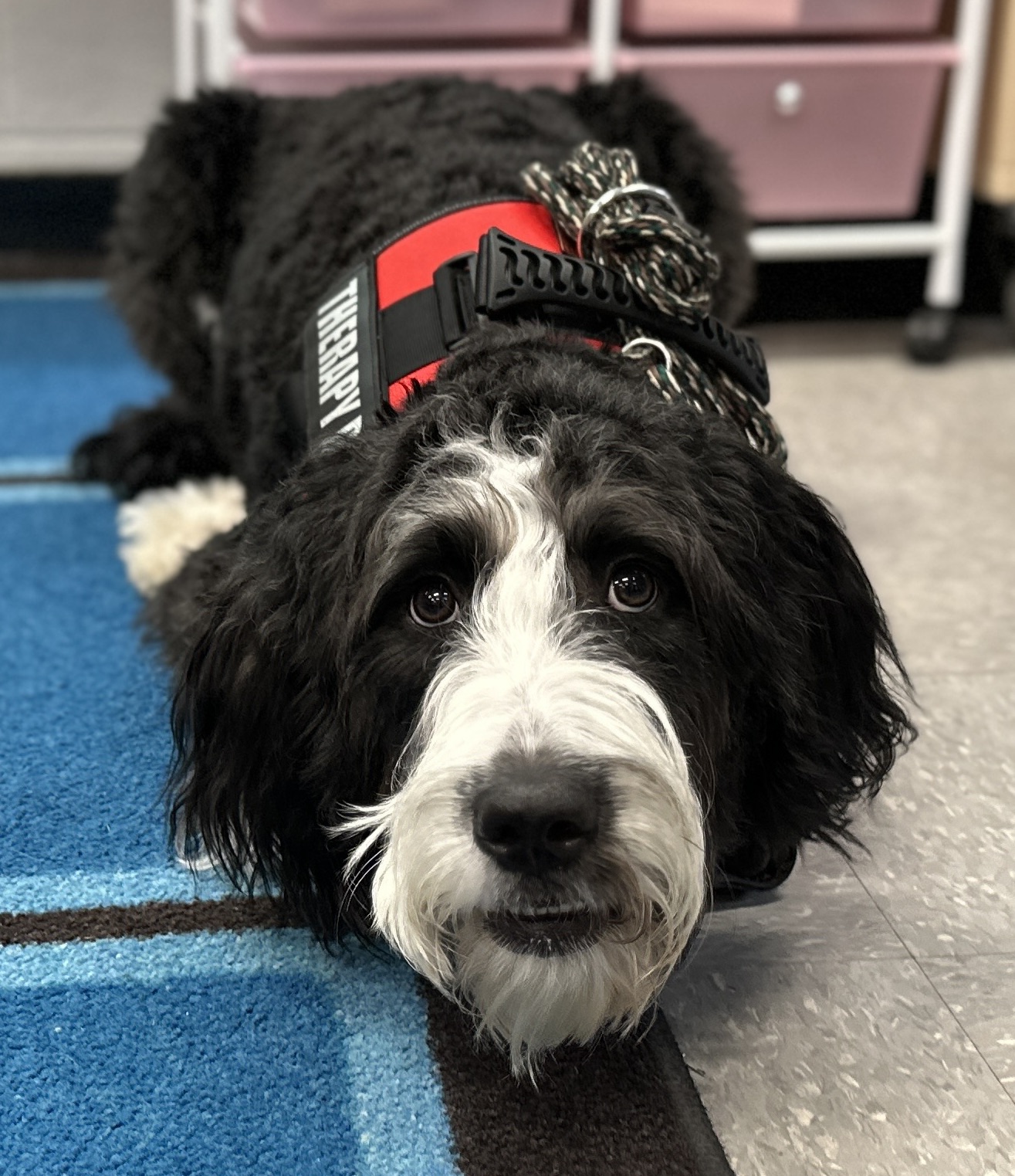 Cuddles, calm & comfort: AAPS therapy dogs become part of the team ...